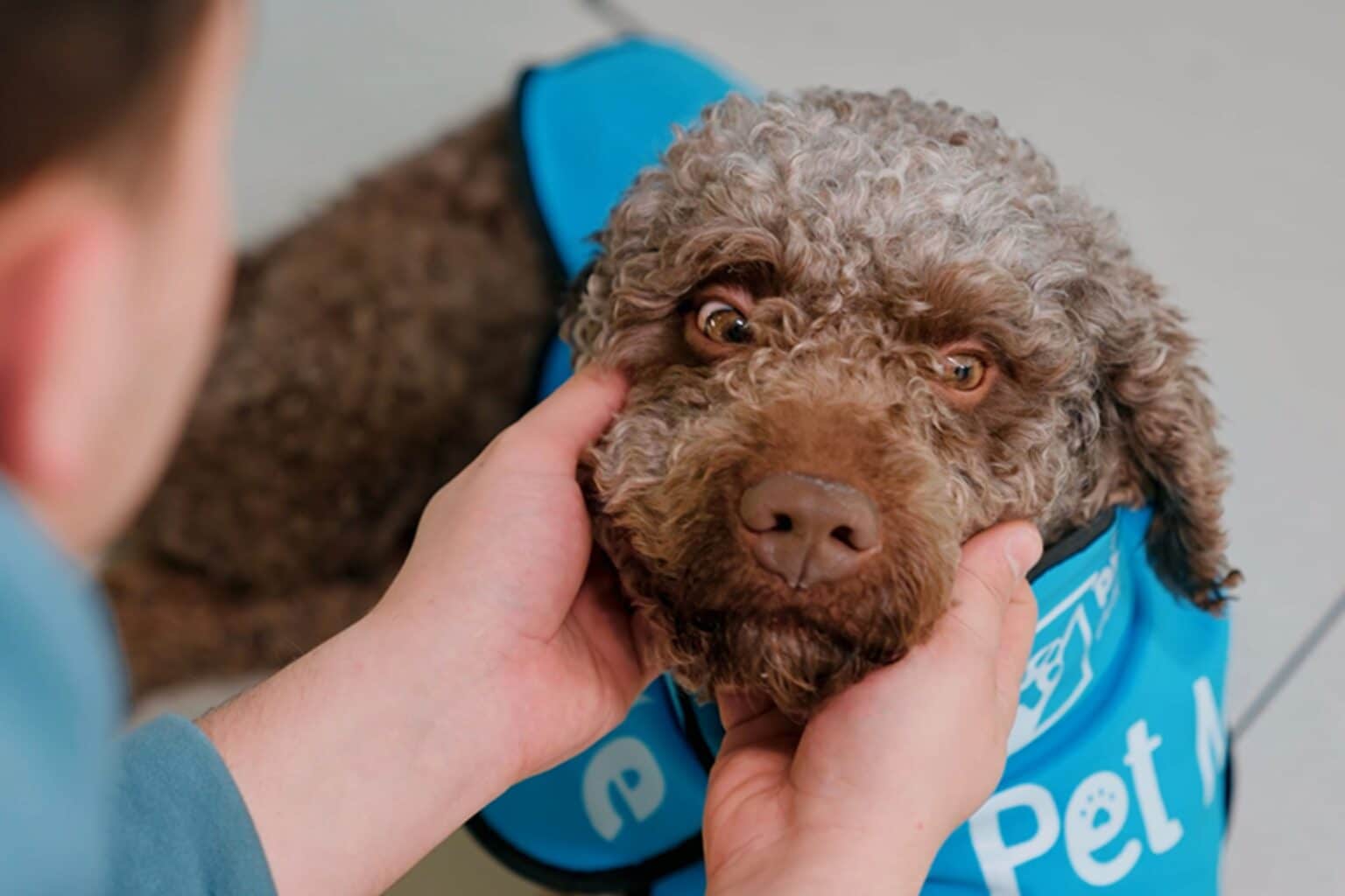 Best Dog-Friendly Airports for Stress-Free Travel : A How To Guide