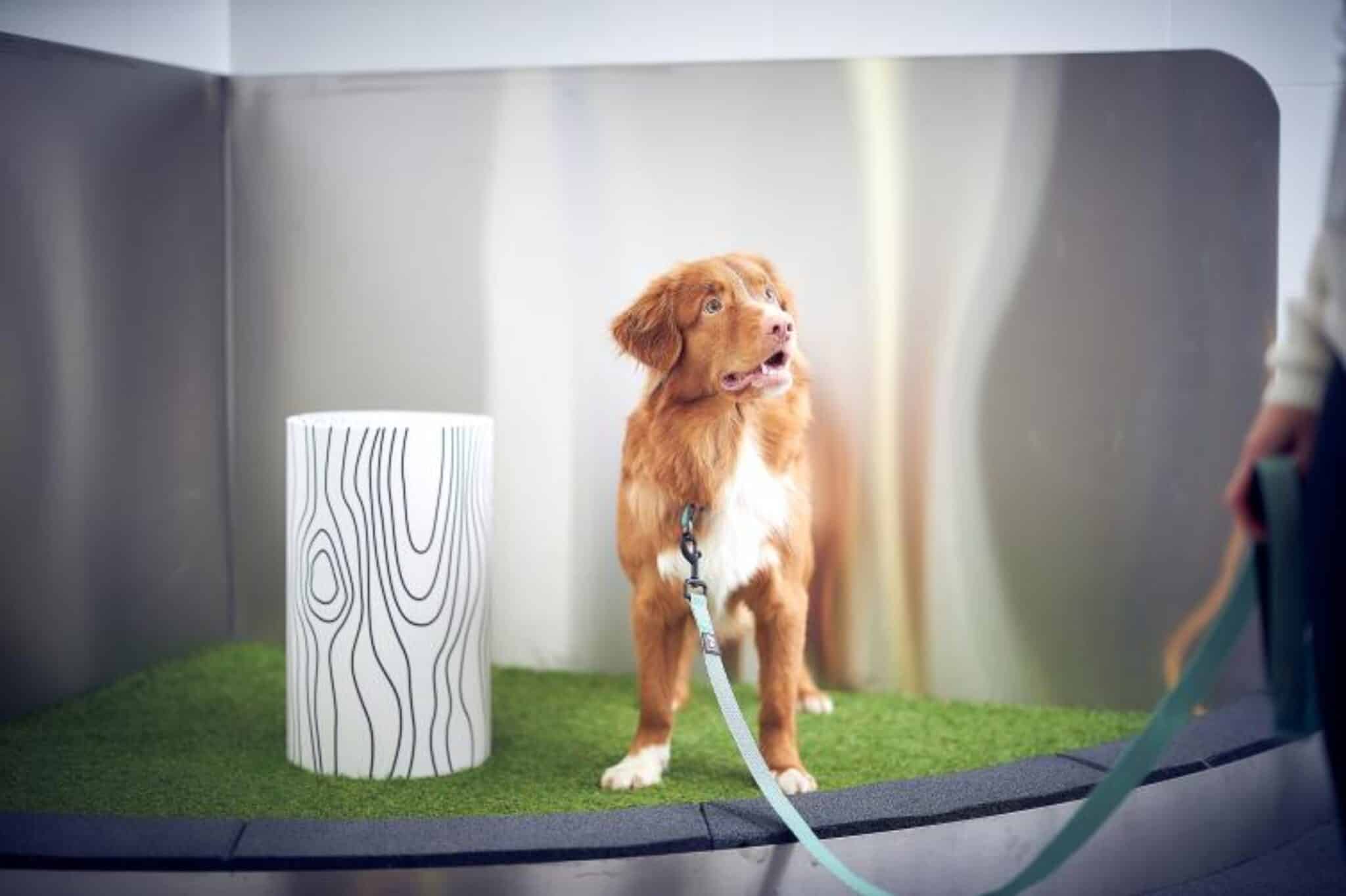 Best Dog-Friendly Airports for Stress-Free Travel : A How To Guide