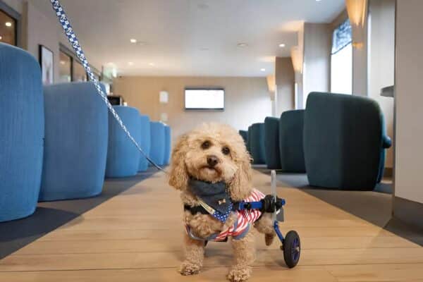 Travelling with Your Dog on Stena Line’s Irish Sea Ferries